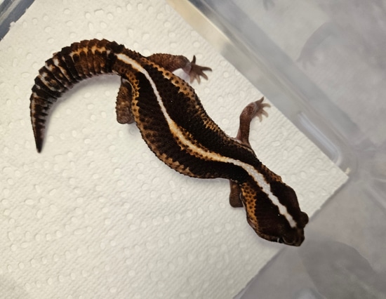 Stripe Oreo/Stripe/Zero - Breeding Set (3) African Fat-Tailed Gecko by ...