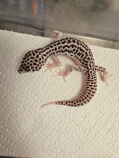 Super Snow Eclipse Pied (Galaxy) Leopard Gecko by Jmf Reptiles