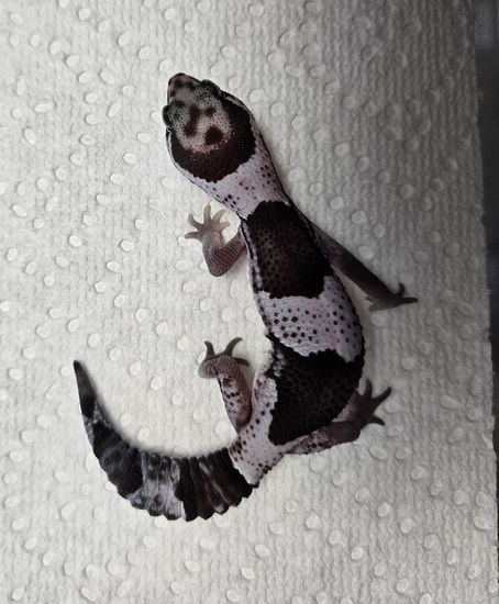 Oreo African Fat-Tailed Gecko by Jmf Reptiles