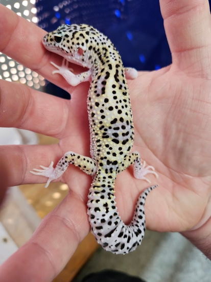 Mack Snow Total Eclipse Leopard Gecko by Jmf Reptiles