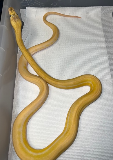 Ultra Ivory Reticulated Python by JDB Reptiles