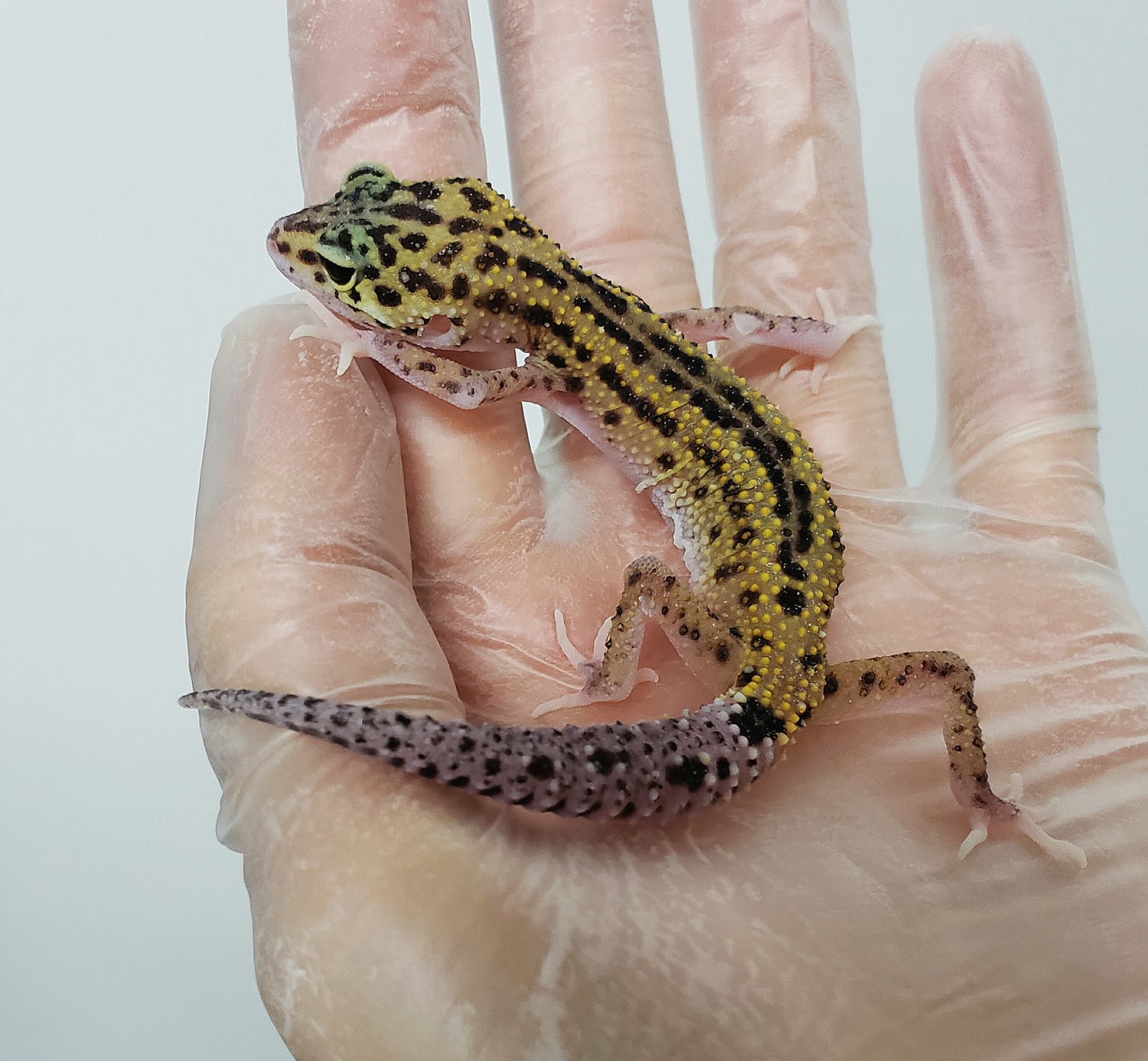 Hyper Xanthic Eclipse Reverse Stripe Pos Het Raptor Female Leopard ...