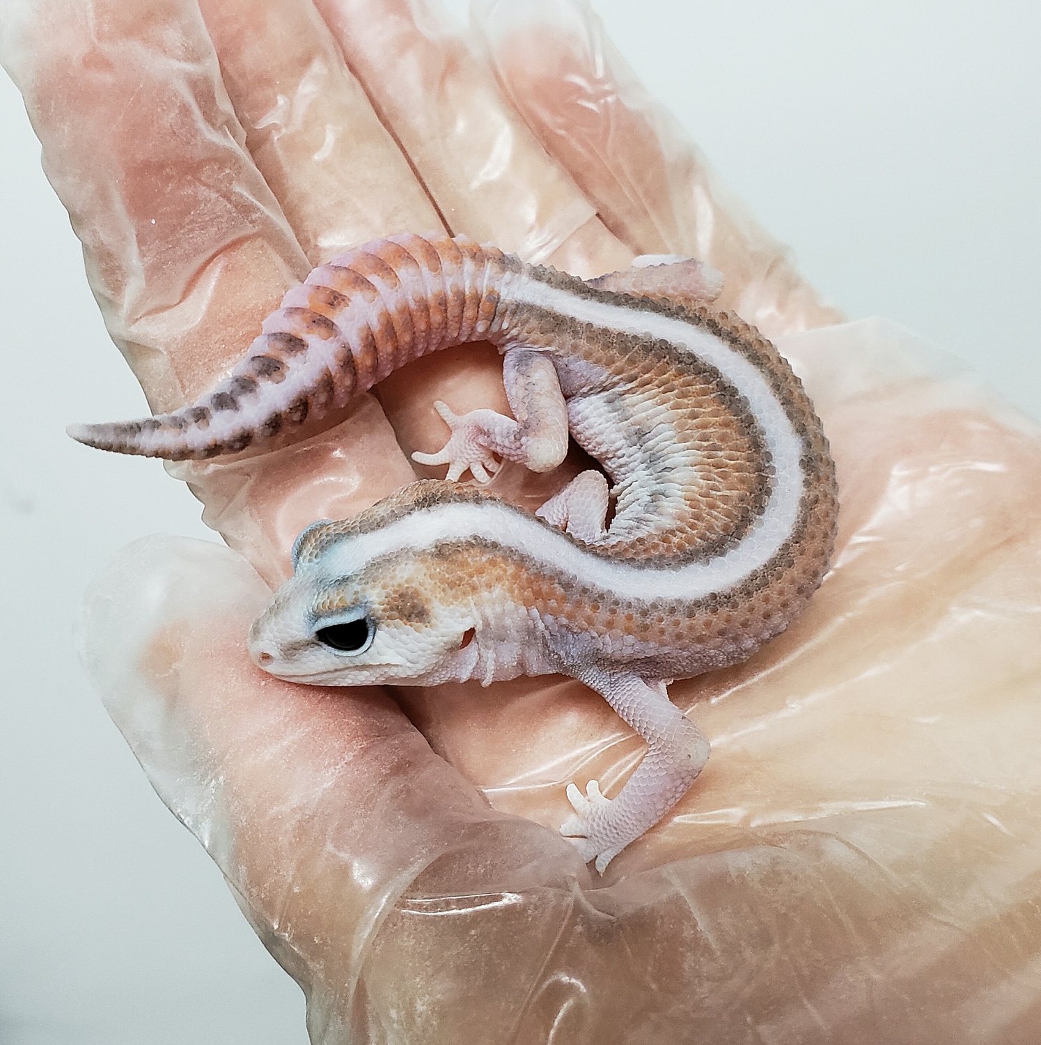 Stripe Patternless ( High White ) Pos Het Ghost Oreo Female African Fat ...