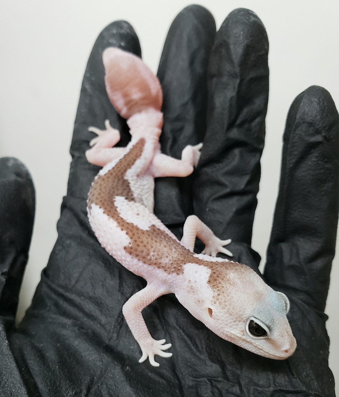 Oreo Zulu Male Pos Het Caramel African Fat-Tailed Gecko by JMGreptile ...