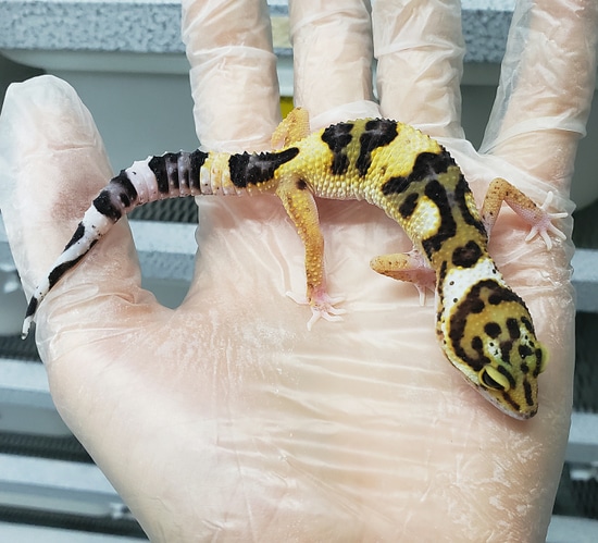 Hyper Xanthic Eclipse High Contrast Female Pos Het Raptor Leopard Gecko ...