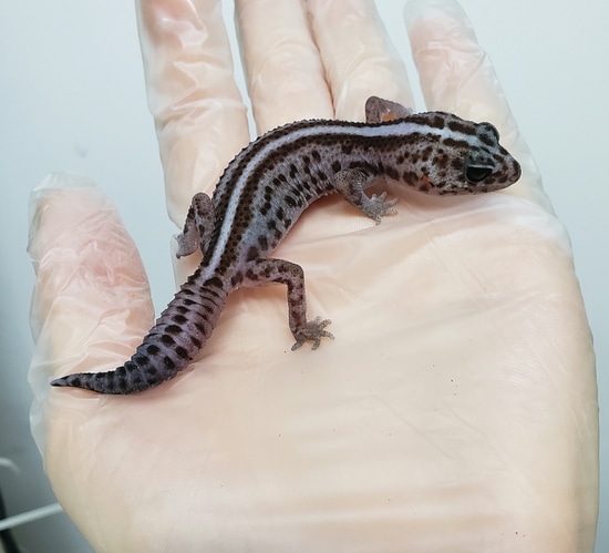 Oreo Patternless White Out Stripe Pos Het Ghost African Fat-Tailed ...