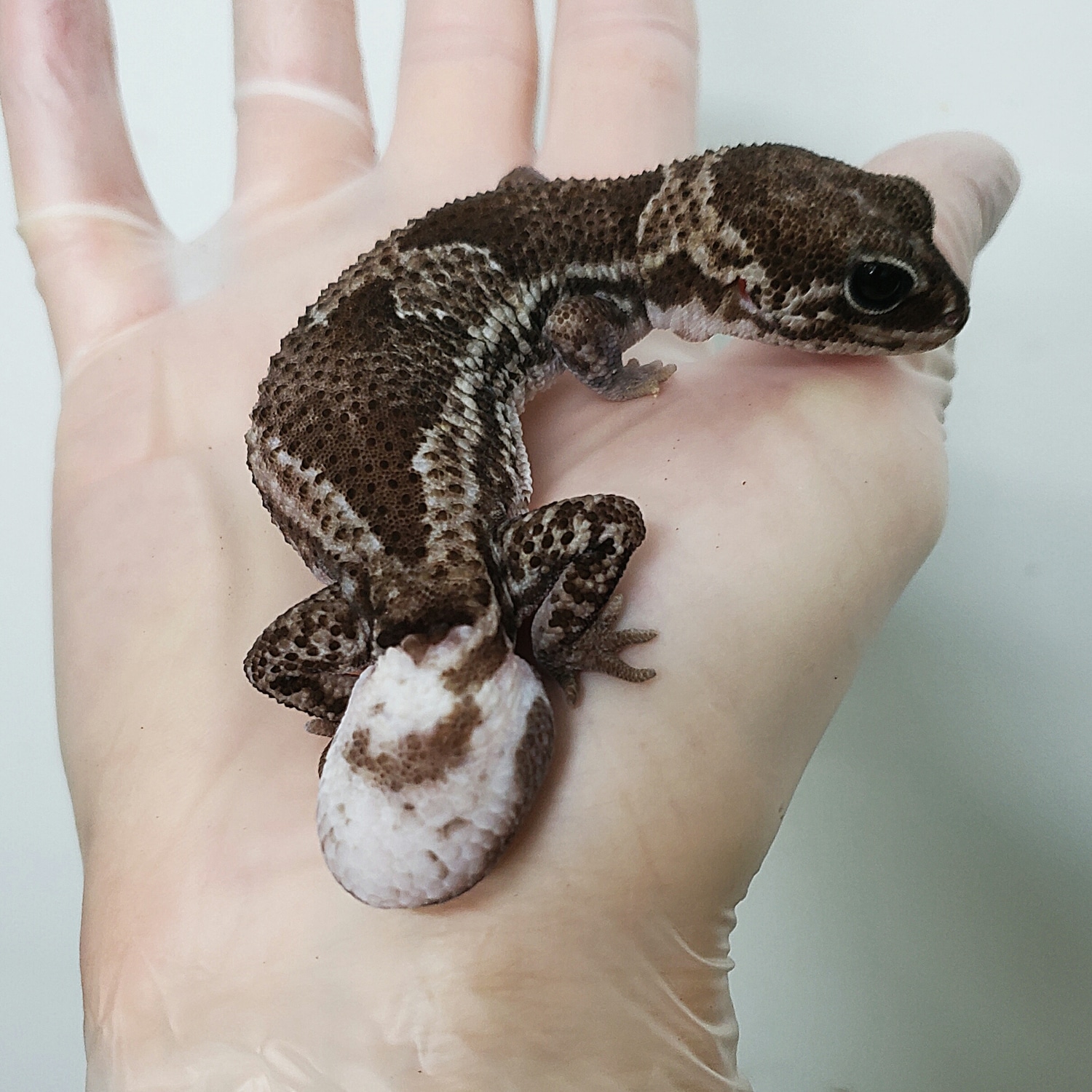Stinger Oreo Het Patternless ( Regen Tail ) African Fat-Tailed Gecko by ...