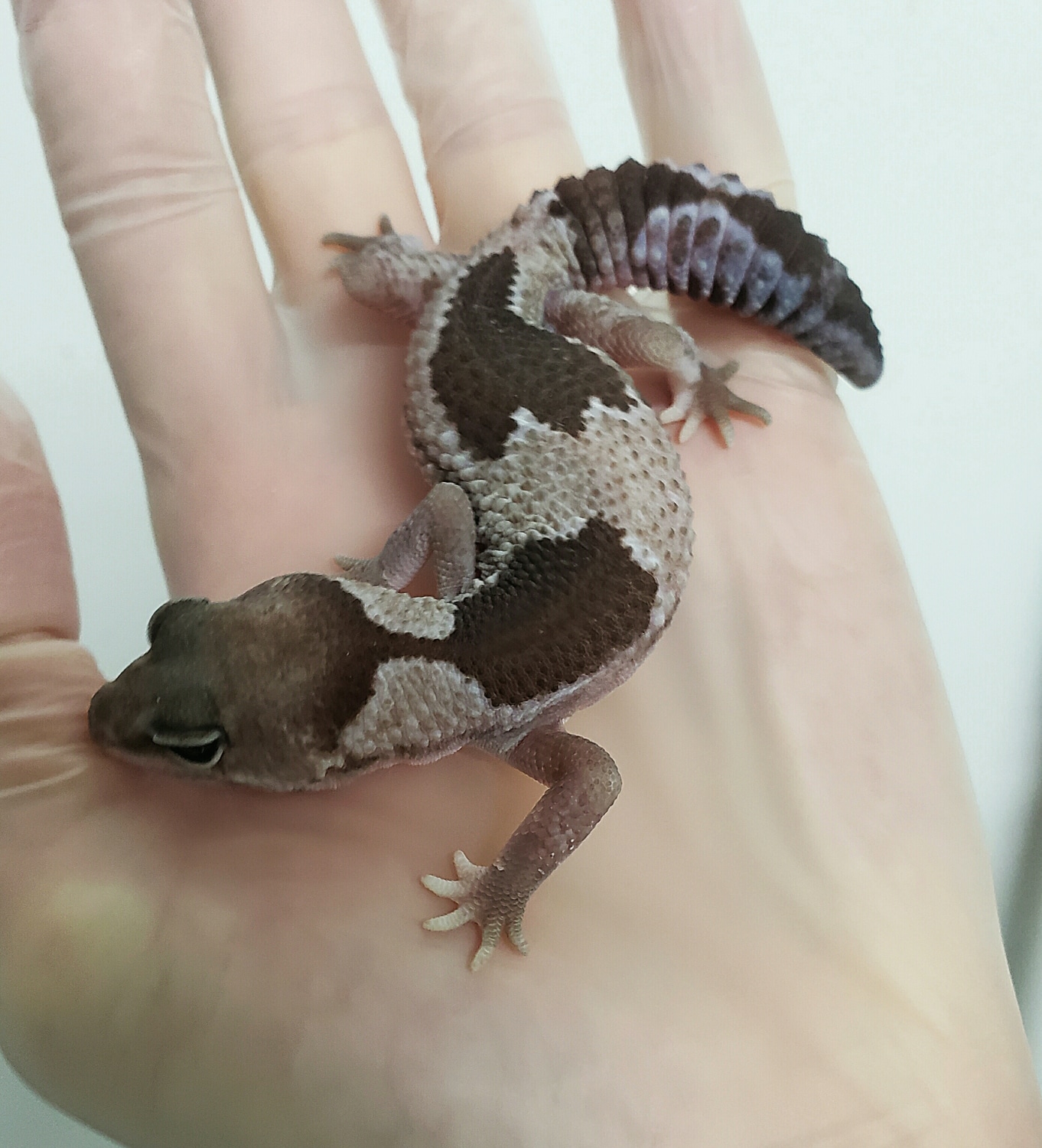 Oreo Zulu Pos Het Caramel African Fat-Tailed Gecko by JMGreptile ...