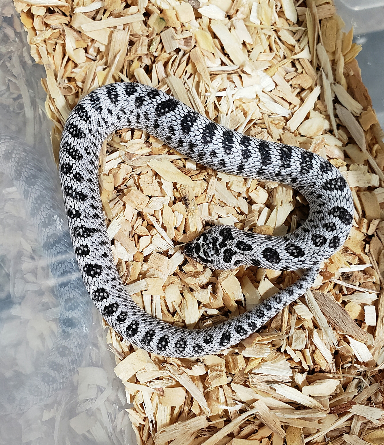 Super Arctic Het Sable 66% Pos Het Albino / Sunburst Western Hognose by JMGreptile - MorphMarket
