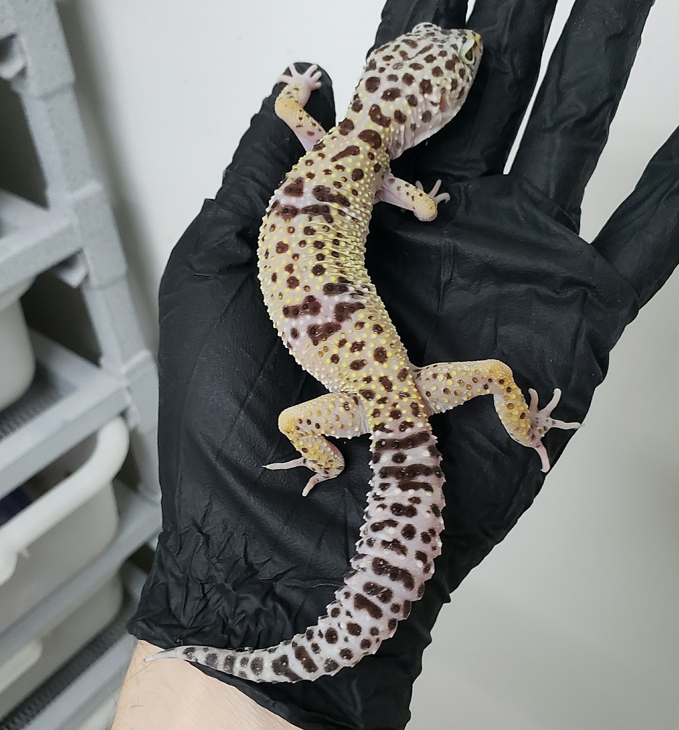 Hyper Xanthic Montanus Leopard Gecko by JMGreptile - MorphMarket