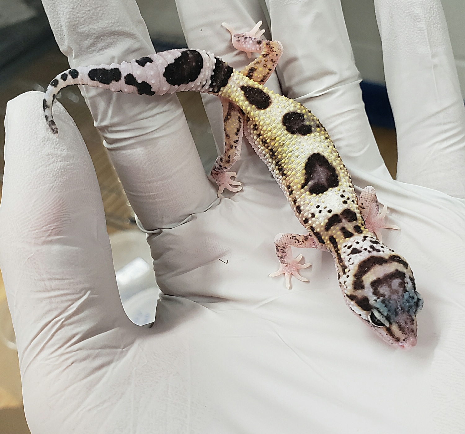 Snow Hyper Xanthic Eclipse Leopard Gecko by JMGreptile - MorphMarket