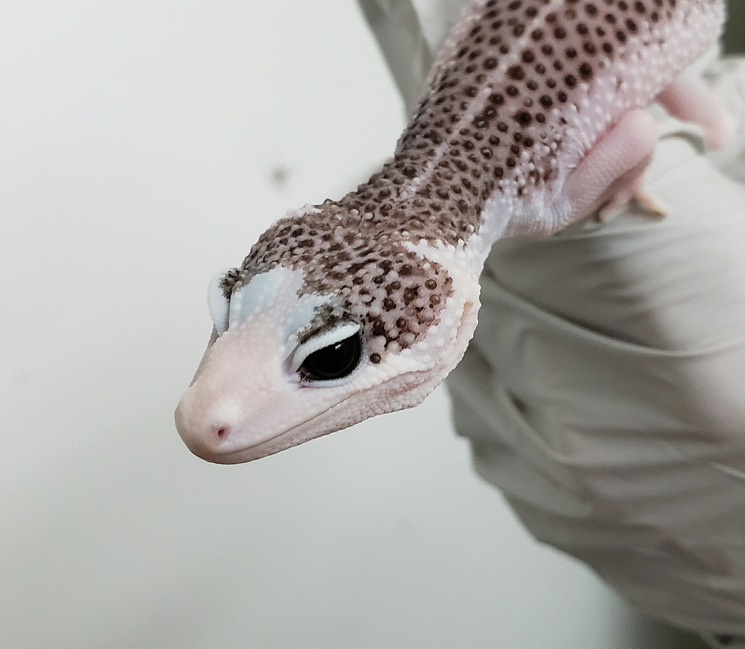 Pied Super Galaxy Hyper Xanthic Leopard Gecko by JMGreptile - MorphMarket