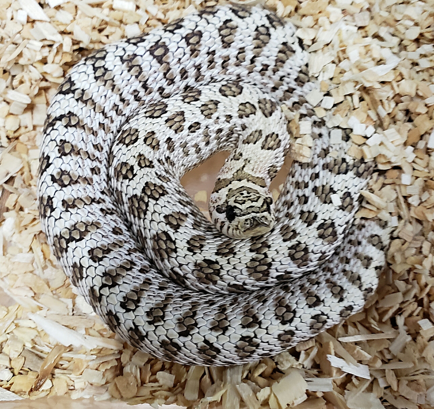 Super Arctic 66% Pos Het Toffee Belly Western Hognose by JMGreptile - MorphMarket