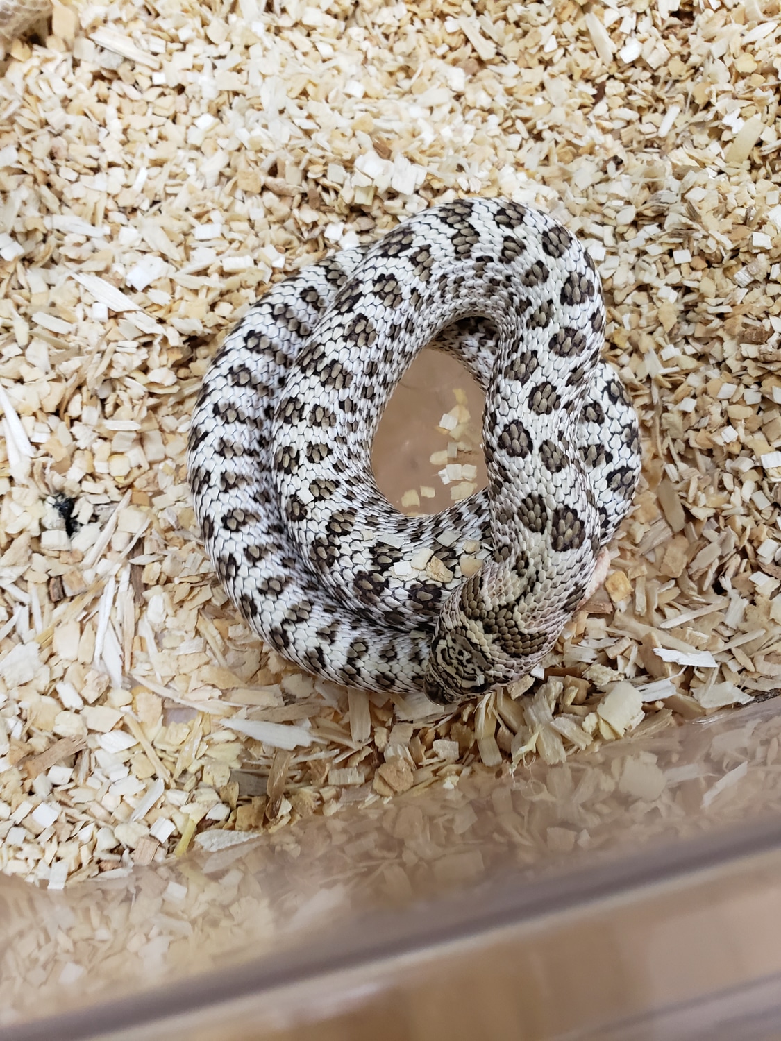 Super Arctic 66% Pos Het Toffee Belly Western Hognose by JMGreptile - MorphMarket