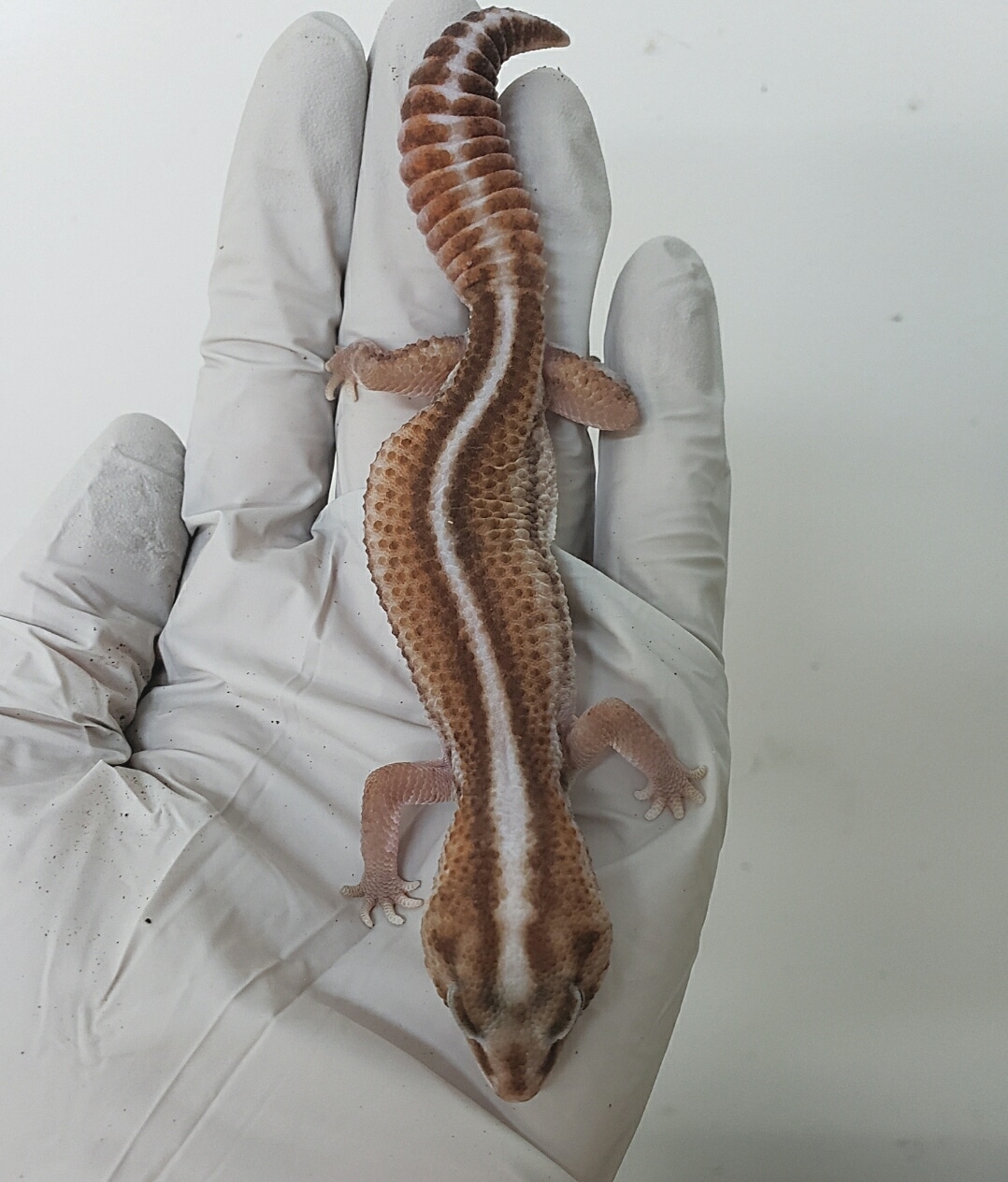 Stripe Patternless ( High White ) Pos Het Ghost Oreo Female African Fat ...