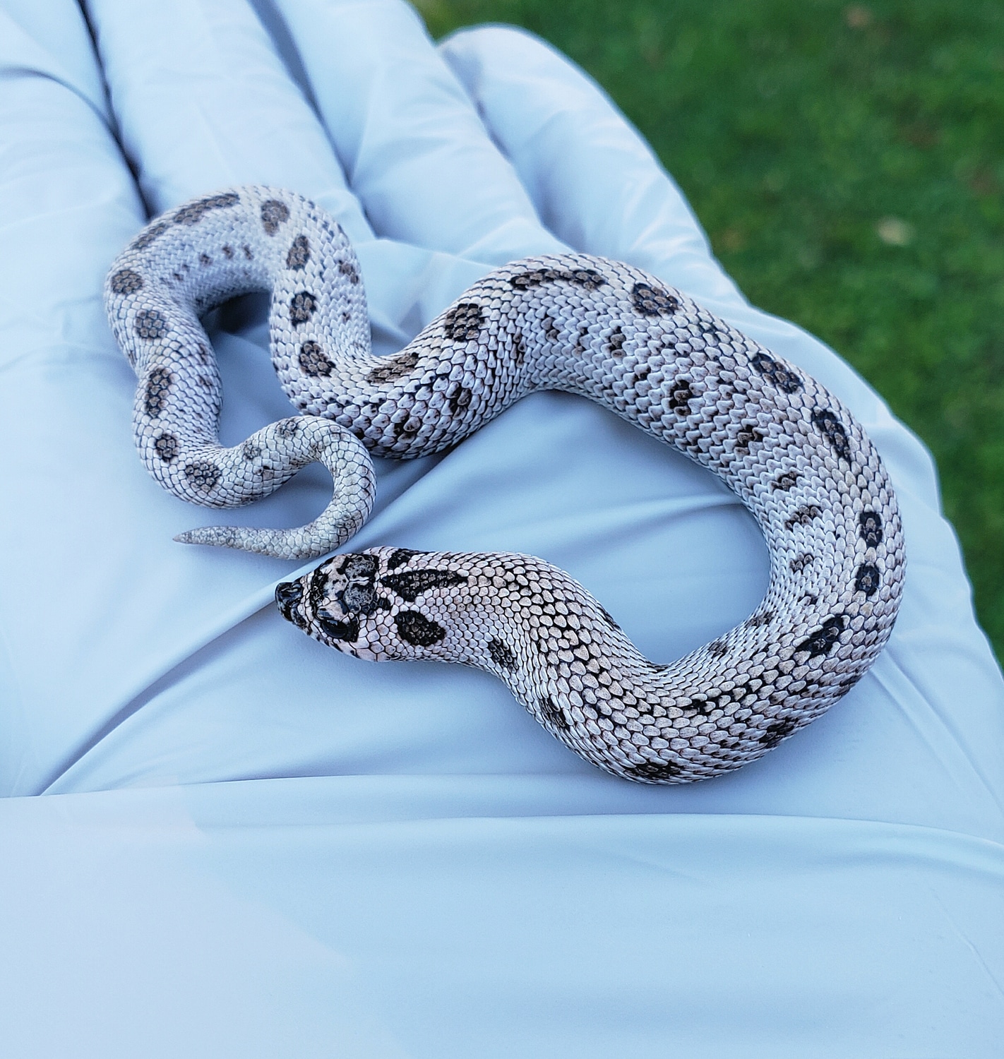 Super Arctic Anaconda Pos Het Albino Western Hognose by JMGreptile - MorphMarket