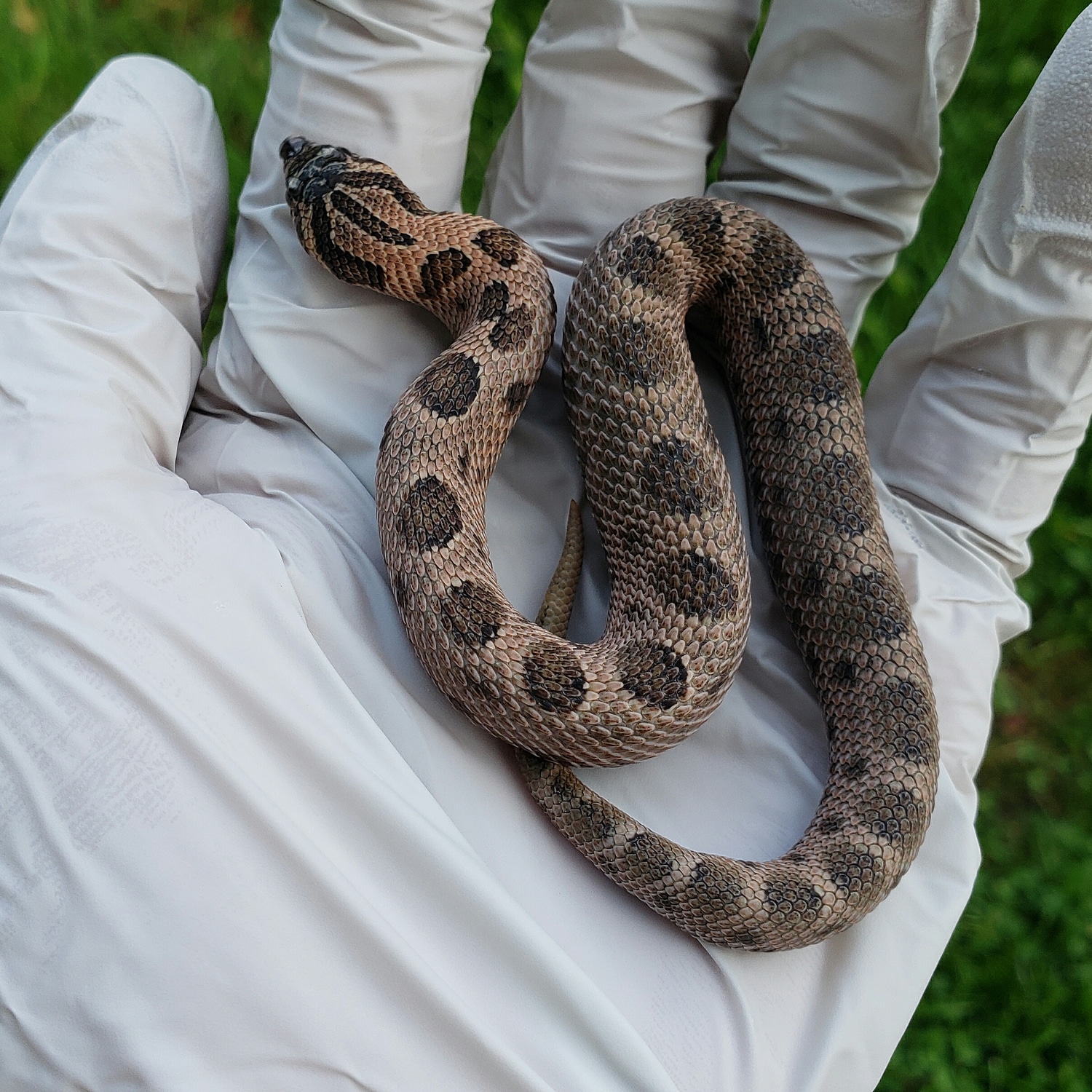 Sable Arctic Anaconda Western Hognose by JMGreptile - MorphMarket