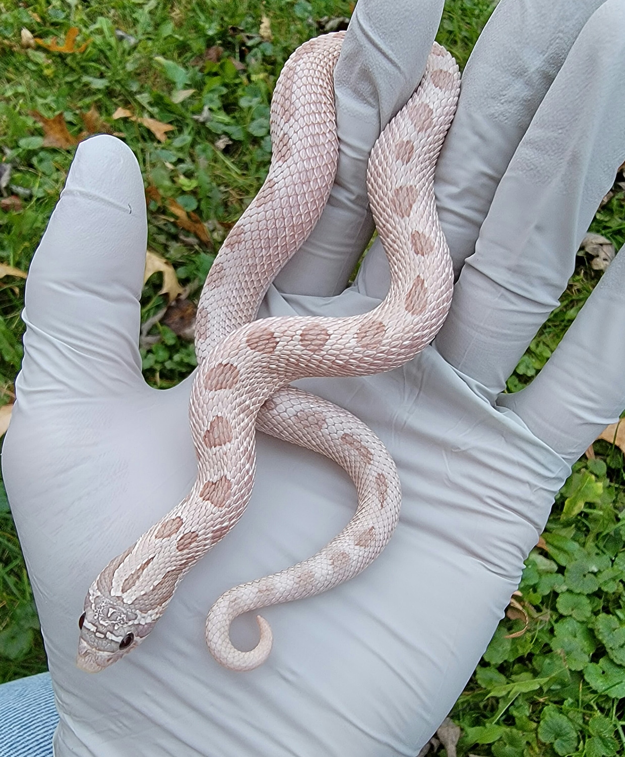 Arctic Lavender Anaconda 66% Pos Het Coral Western Hognose by ...