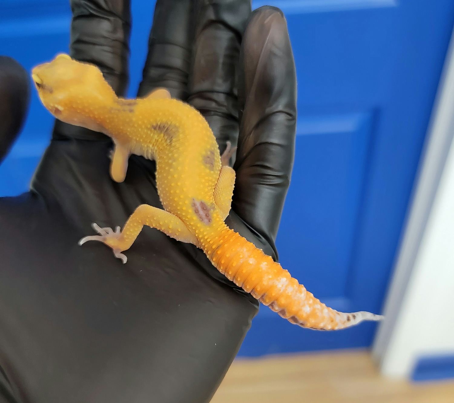 Blood Tremper Albino Sunglow Het Raptor Leopard Gecko by JMGreptile ...