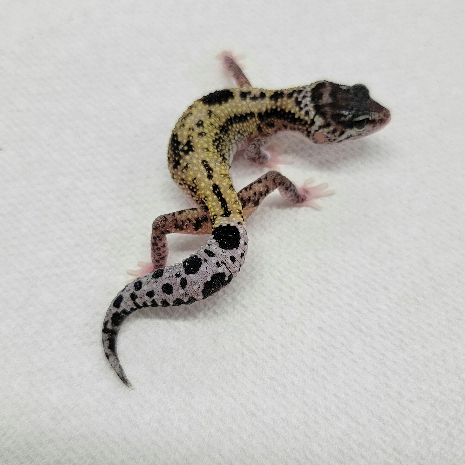 Snow Hyper Xanthic Eclipse Black Night Pos Het Raptor Leopard Gecko by ...