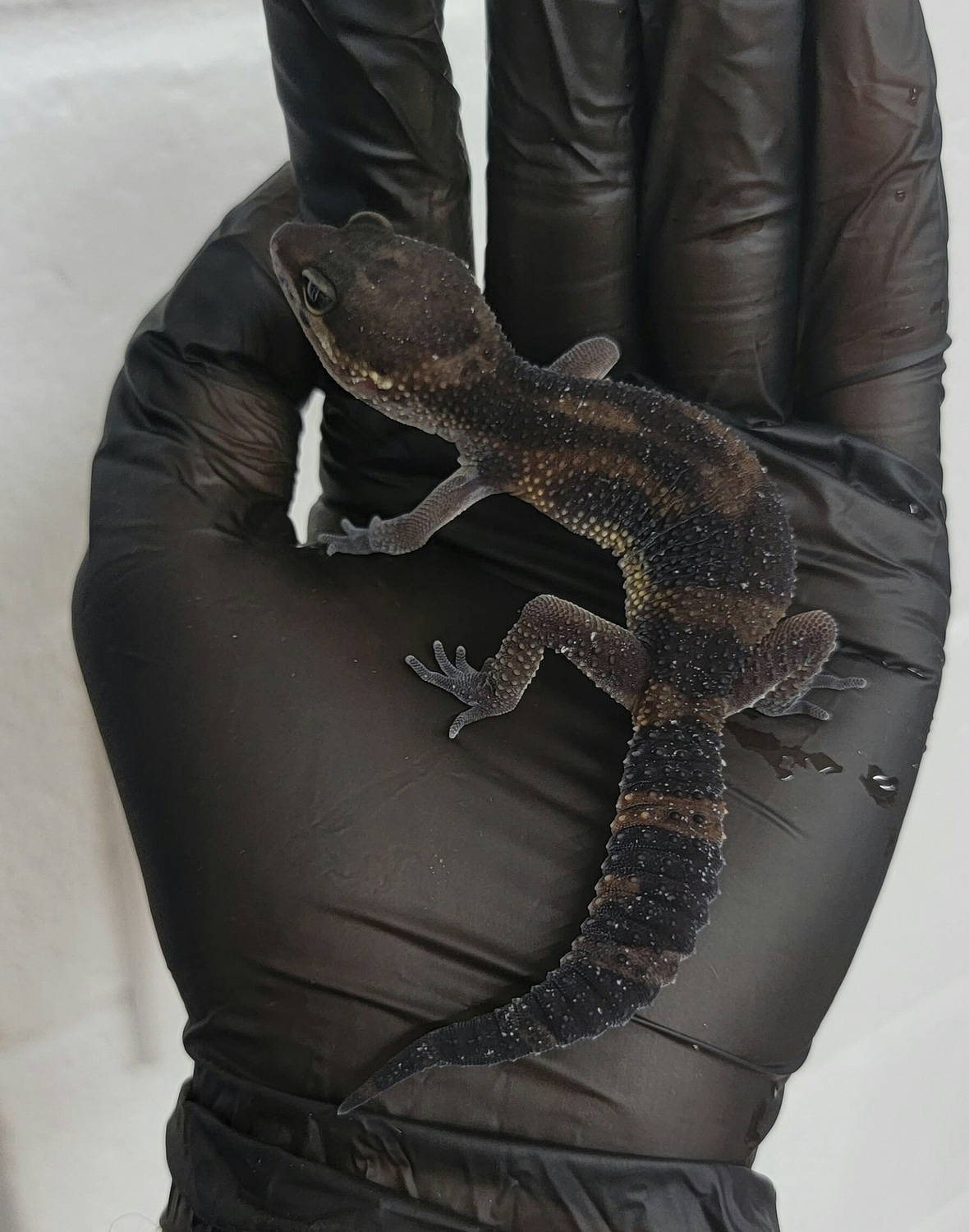 Black Night Het Blizzard Leopard Gecko by JMGreptile - MorphMarket