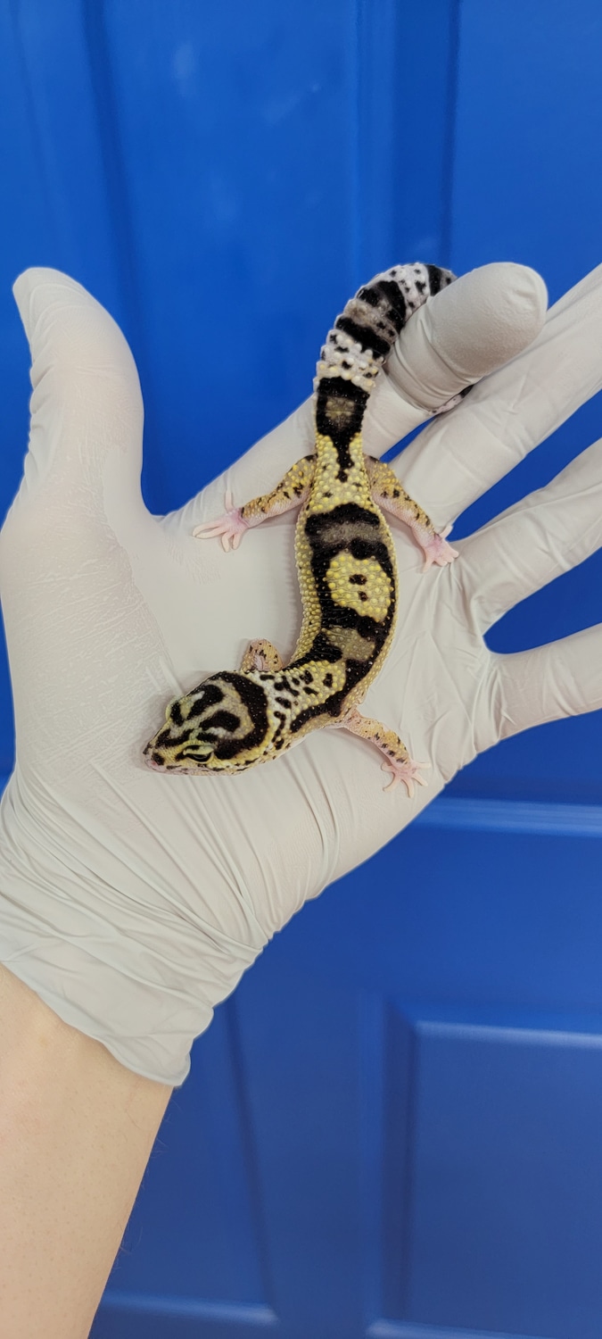 Extreme Hyper Xanthic Eclipse Pos Het Raptor ( Super Intense Bold High Quality Hyper Xanthic ...