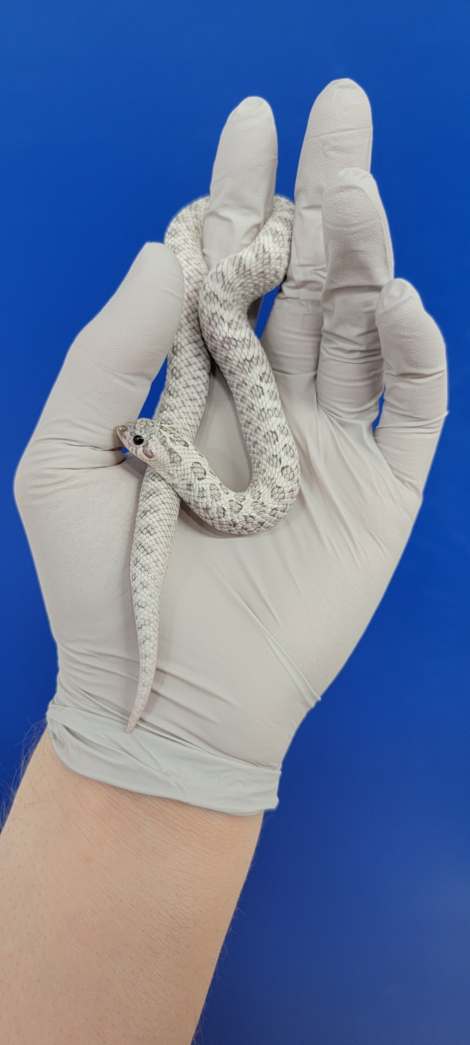 Moonstone Western Hognose by JMGreptile - MorphMarket