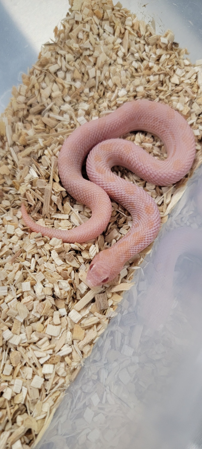 Super Arctic Sunburst Anaconda Western Hognose by JMGreptile - MorphMarket