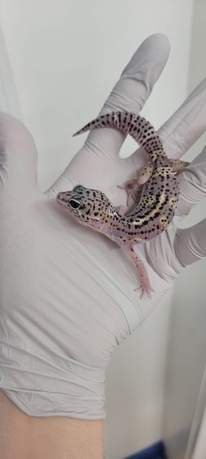 Black Night Mack Snow Hyper Xanthic Bold Lavender Leopard Gecko by JMGreptile - MorphMarket