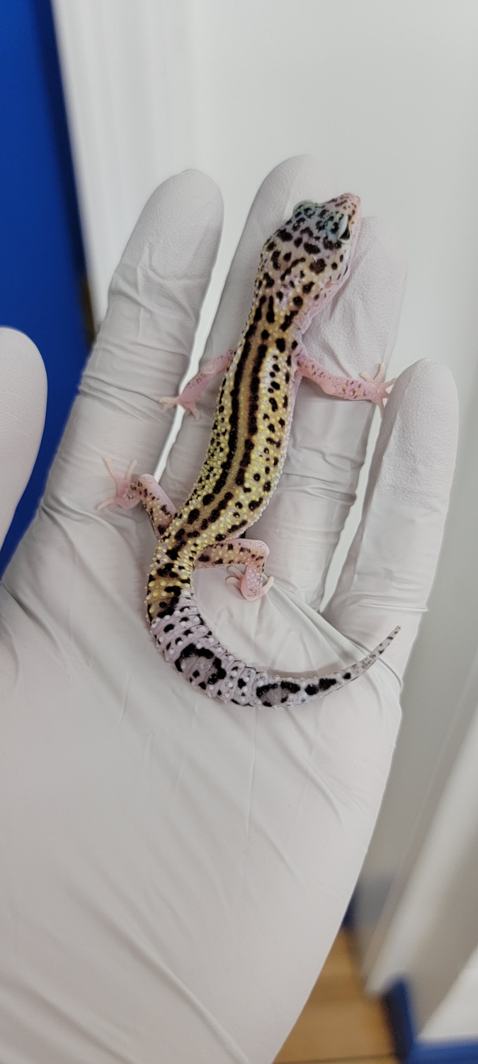 Bold Reverse Stripe Snow Hyper Xanthic Eclipse Pos Het Raptor Female Leopard Gecko by JMGreptile ...