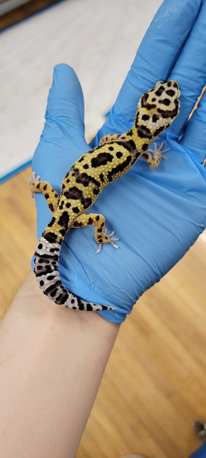 Bold Extreme Hyper Xanthic Mack Snow Leopard Gecko by JMGreptile - MorphMarket