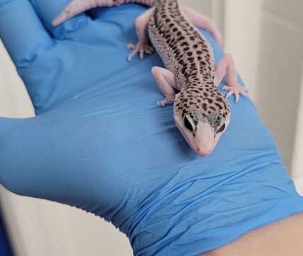 Super Galaxy Hyper Xanthic Pied. Hold Back Release Leopard Gecko by ...