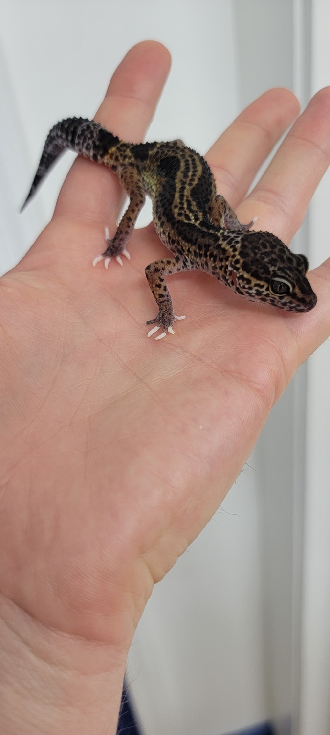 Black Night Pos Het Blizzard Pos Het Murphy Patternless Leopard Gecko ...