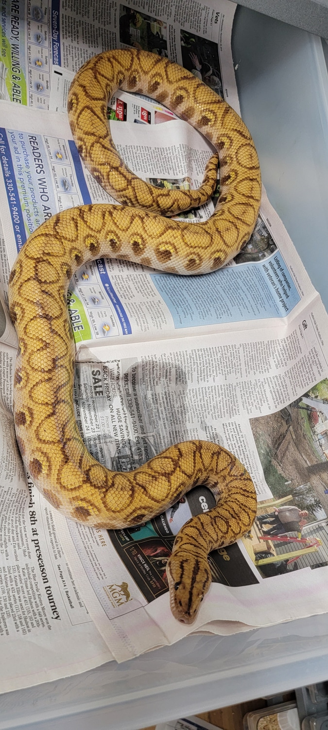 Lockwood Hypo Melanistic Brazilian Rainbow Boa by JMGreptile - MorphMarket