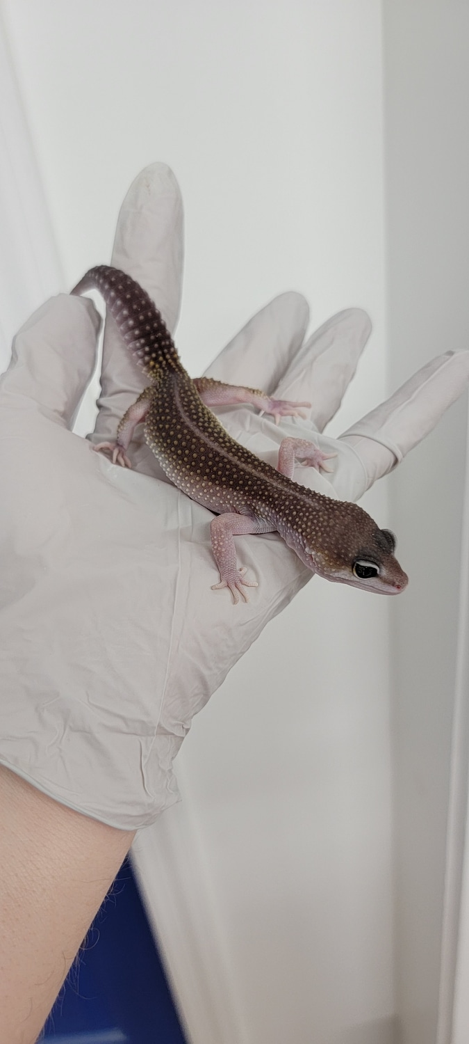 Black Night Blizzard Leopard Gecko by JMGreptile - MorphMarket