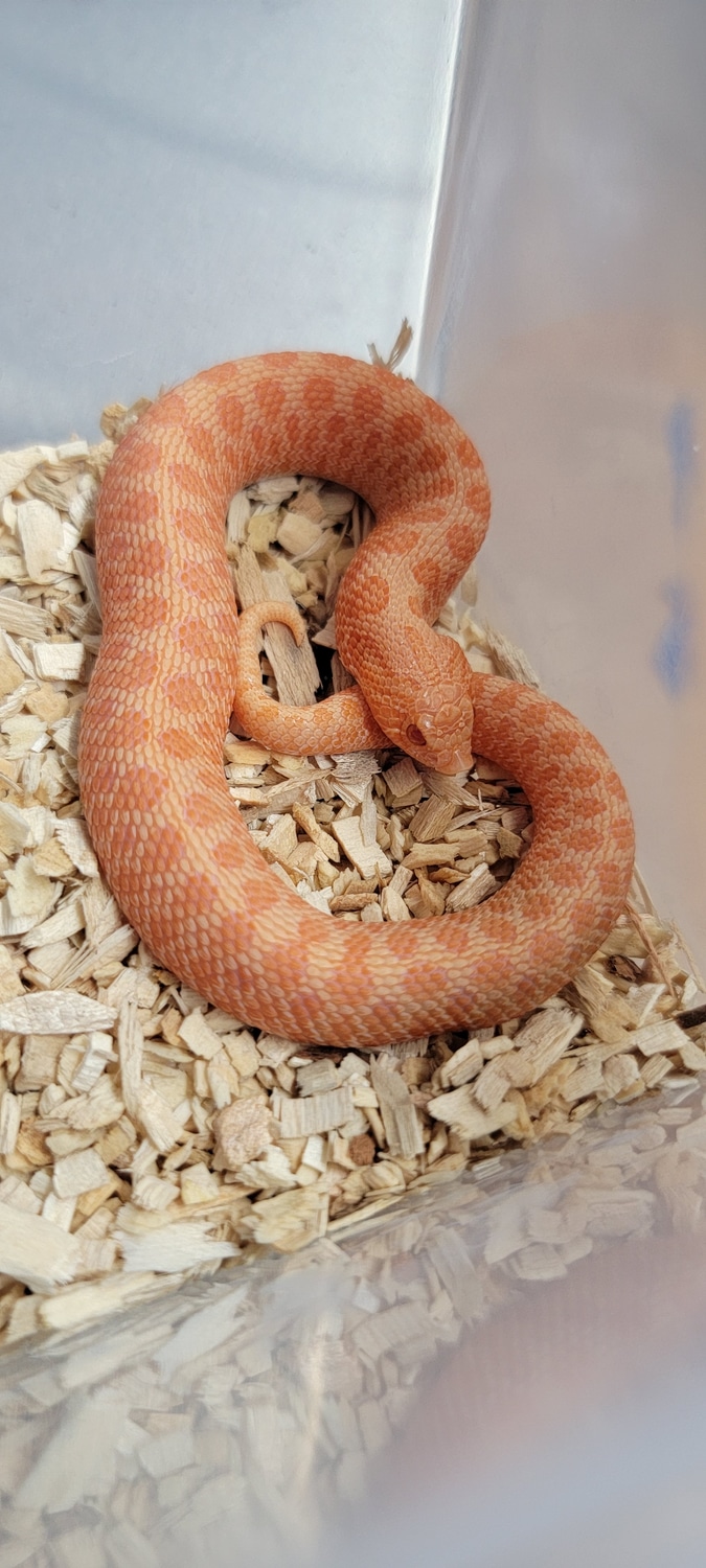 Sunburst Female Western Hognose by JMGreptile - MorphMarket