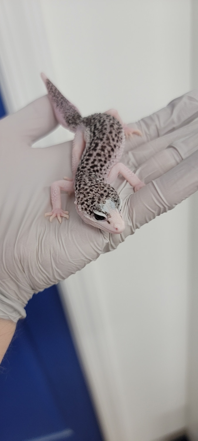 Super Galaxy Pied Hyper Xanthic Leopard Gecko by JMGreptile - MorphMarket