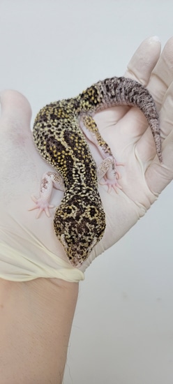 Pure Hyper Xanthic Mack Snow Eclipse. High % HX Leopard Gecko by JMGreptile