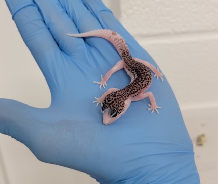 Pied Super Galaxy Hyper Xanthic Leopard Gecko by JMGreptile - MorphMarket