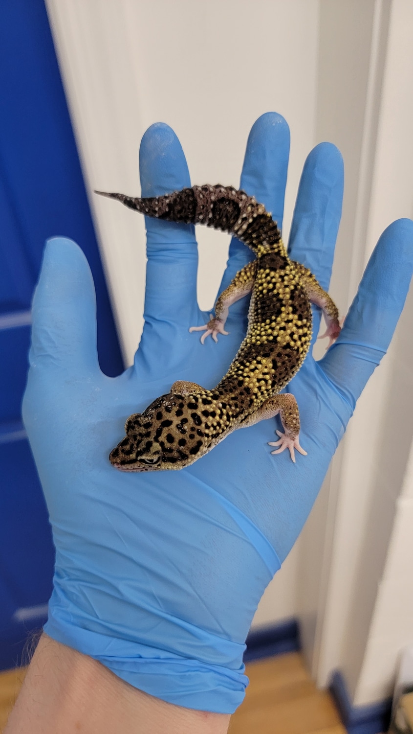 Black Night Eclipse Hyper Xanthic Bold Pos Het Raptor Leopard Gecko by ...