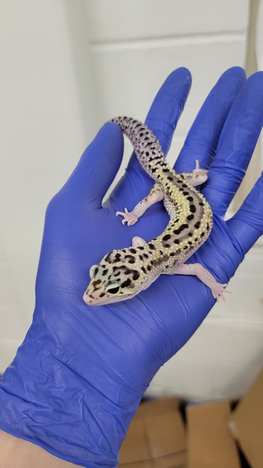 Lavender Reverse Stripe Snow Hyper Xanthic Eclipse Leopard Gecko by ...