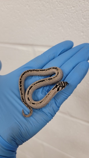 Super Anaconda Super Arctic Het Toffee Belly 50% Pos Het Sable Western Hognose by JMGreptile