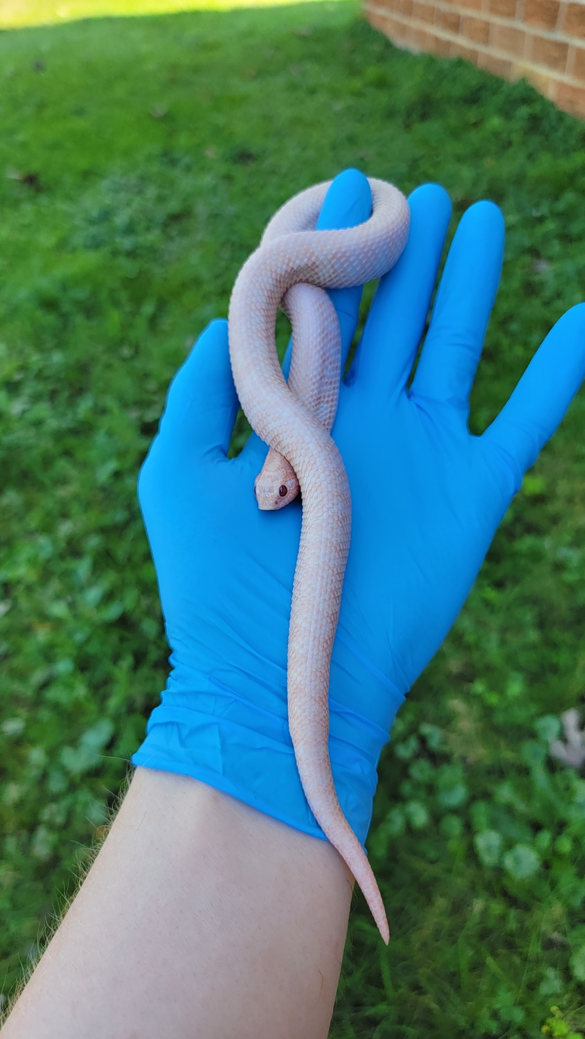 Super Arctic Sunburst Western Hognose By Jmgreptile Morphmarket
