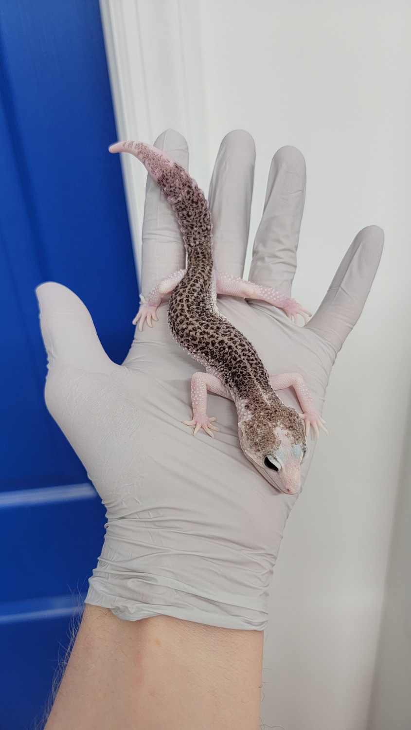 Super Galaxy Pied Hyper Xanthic Leopard Gecko by JMGreptile - MorphMarket