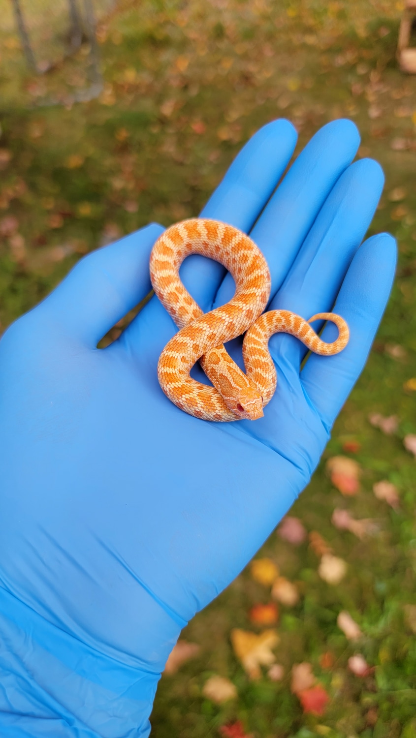 Albino 66% Pos Het Snowburst Western Hognose by JMGreptile - MorphMarket