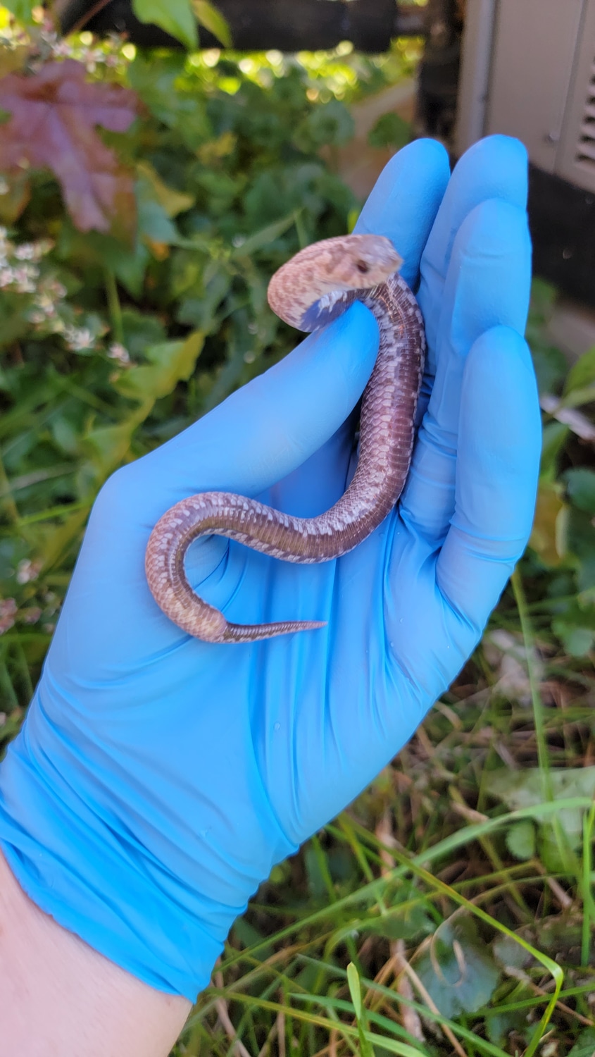Moonstone Western Hognose by JMGreptile - MorphMarket