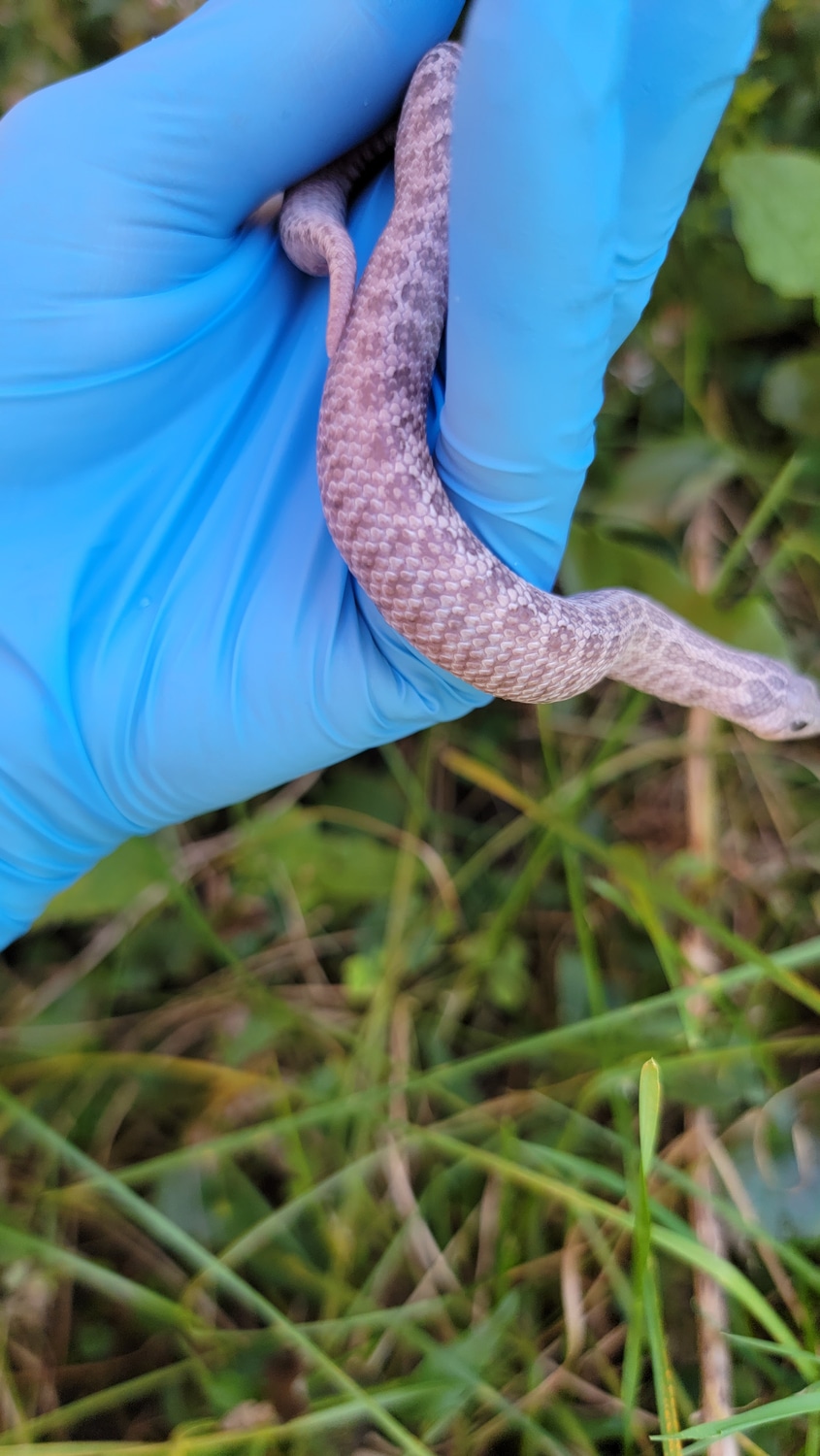Moonstone Western Hognose by JMGreptile - MorphMarket