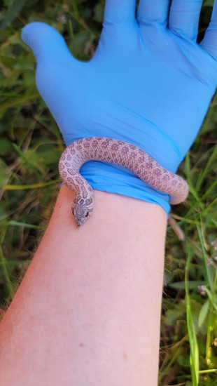 Moonstone Western Hognose by JMGreptile