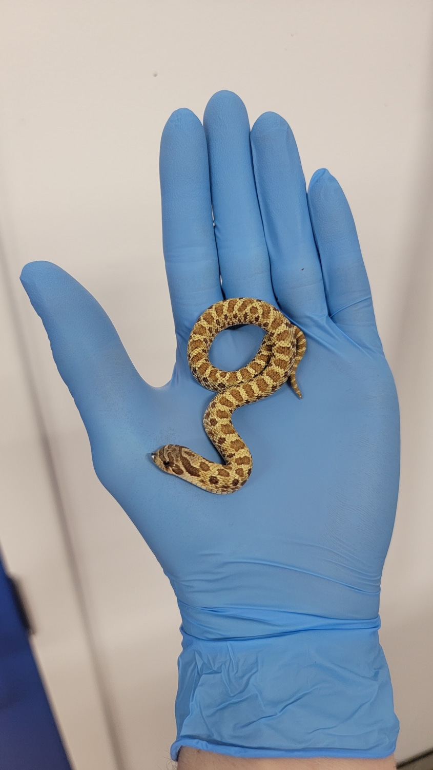 Lemon Ghost Pure OG Line Western Hognose by JMGreptile - MorphMarket