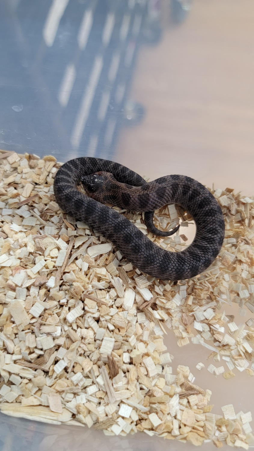 Super Arctic Sable Pos Het Albino Western Hognose by JMGreptile ...